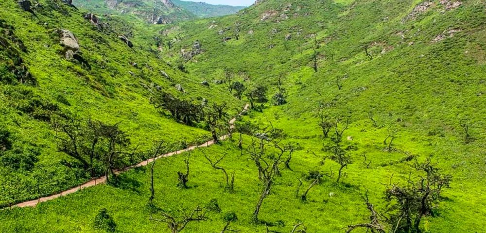 ¿Con ganas de conocer Lomas de Lachay? 4 pasos para disfrutar tu viaje ...