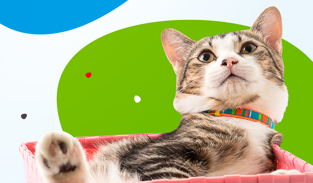 kitty - Blog Joinnus