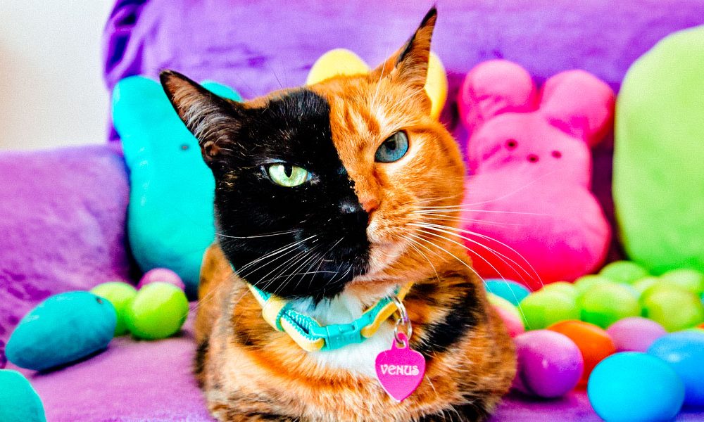 Día Internacional del Gato: Conoce a los ‘michis’ más famosos de ...